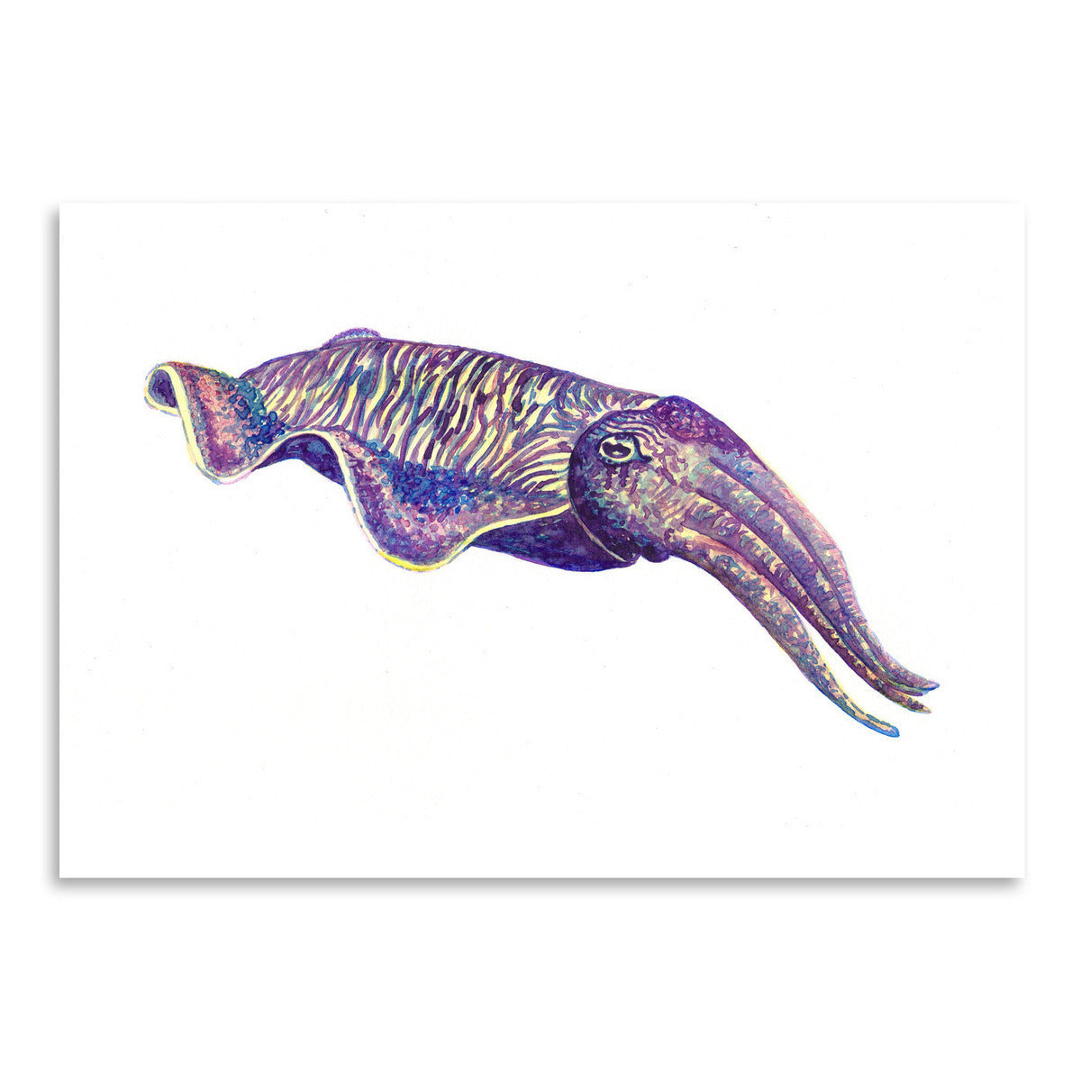 Cuttlefish Art