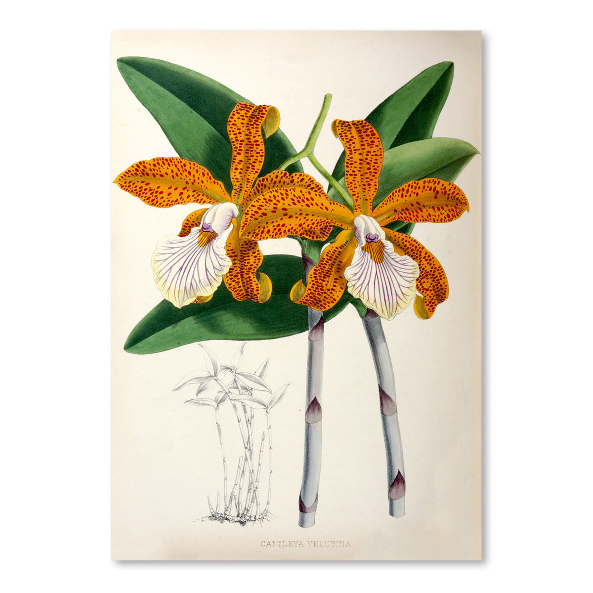 Cattleya Orchid Drawings