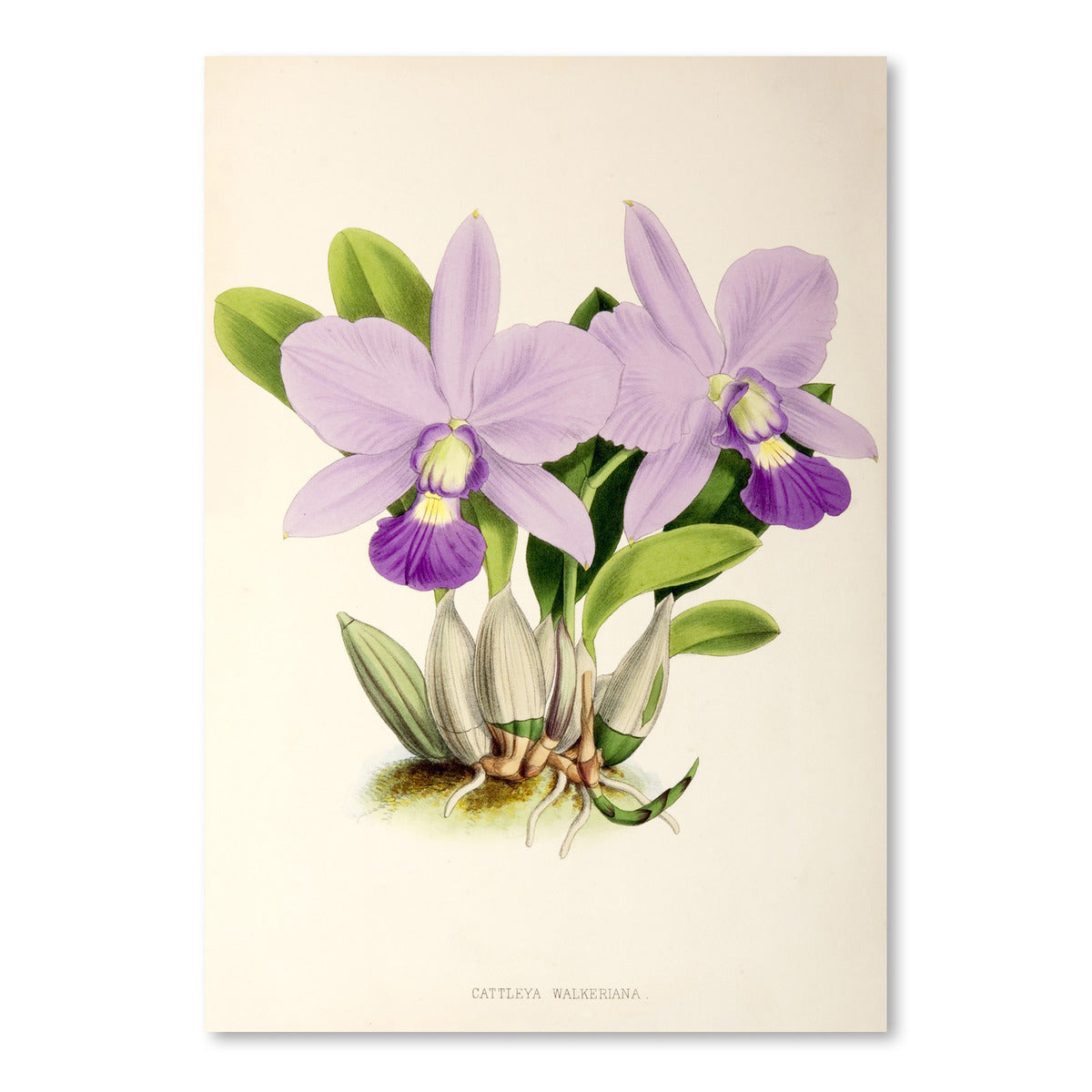Cattleya Orchid Drawings